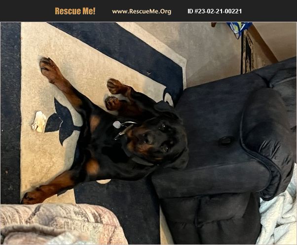ADOPT 23022100221 ~ Rottweiler Rescue ~ Wichita, KS