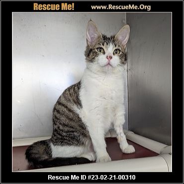 - Missouri Cat Rescue - ADOPTIONS - Rescue Me!