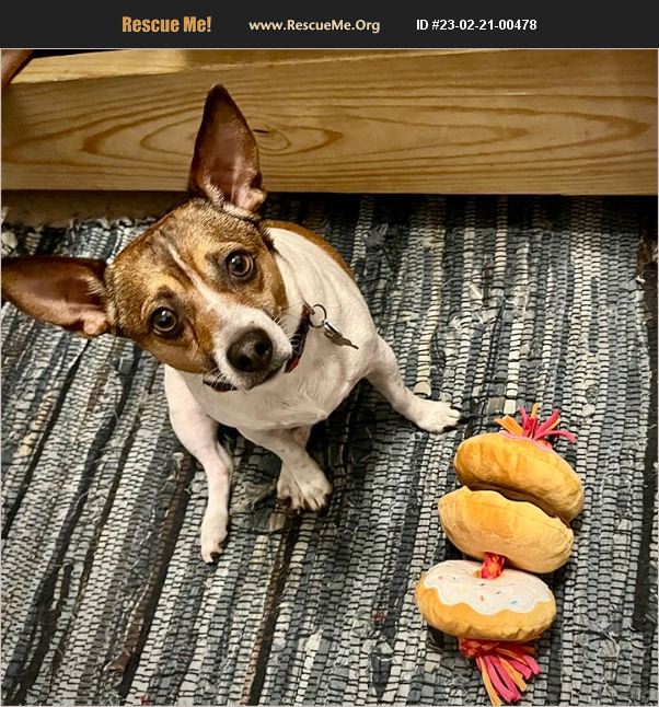 ADOPT 23022100478 ~ Rat Terrier Rescue ~ Saginaw, TX