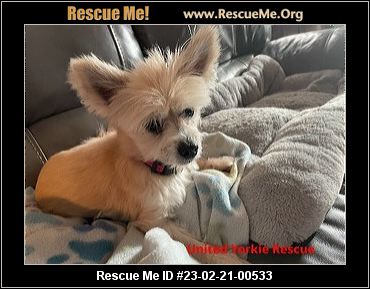 - Texas Yorkie Rescue - ADOPTIONS - Rescue Me!