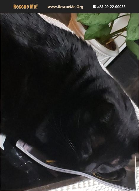 ADOPT 23022200033 ~ Domestic Cat Rescue ~ Richmond, VA
