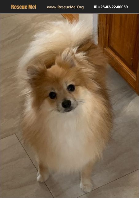 ADOPT 23022200039 ~ Pomeranian Rescue ~ Lebanon, PA
