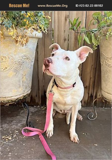 ADOPT 23022200102 ~ Staffordshire Bull Terrier Rescue ~ San Diego, CA