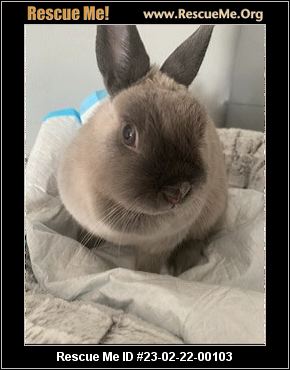 - Virginia Rabbit Rescue - ADOPTIONS - Rescue Me!