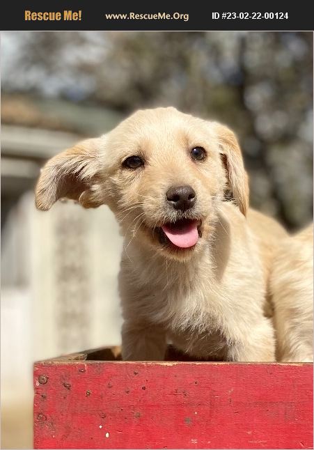 ADOPT 23022200124 ~ Maltese Rescue ~ Van Nuys, CA