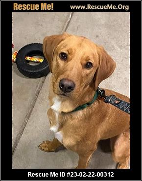 - North Carolina Redbone Coonhound Rescue - ADOPTIONS - Rescue Me!