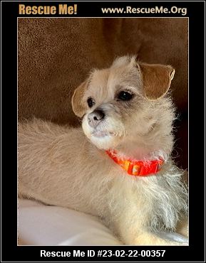 - California Border Terrier Rescue - ADOPTIONS - Rescue Me!