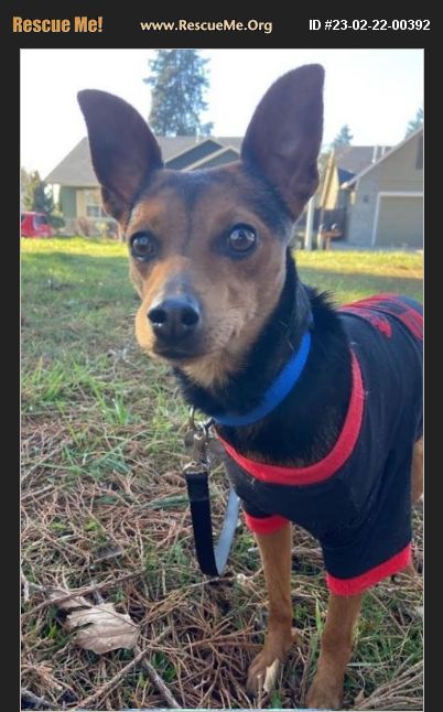 ADOPT 23022200392 ~ Chihuahua Rescue ~ Eugene, OR