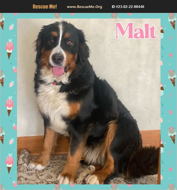 ADOPT 23022200446 ~ Bernese Mountain Dog Rescue ~ Galloway, OH