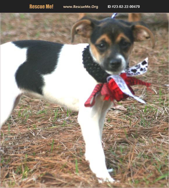 ADOPT 23022200470 ~ Rat Terrier Rescue ~ Jesup, GA