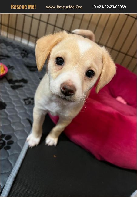 ADOPT 23022300069 ~ Maltese Rescue ~ Raleigh, NC