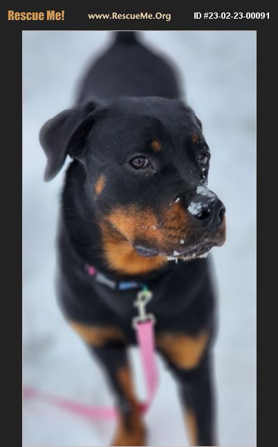 ADOPT 23022300091 ~ Rottweiler Rescue ~ DENVER, CO