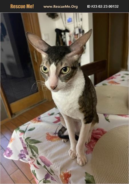 ADOPT 23022300132 ~ Cornish Rex Rescue ~ Glendale, AZ