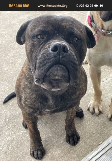 ADOPT 23022300146 ~ Bullmastiff Rescue ~ Boerne, TX