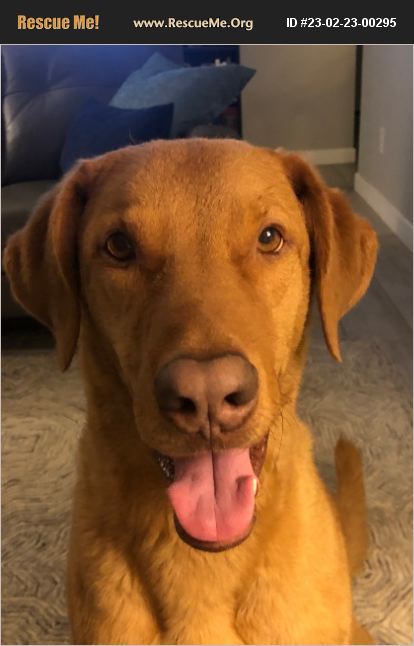 ADOPT 23022300295 ~ Chesapeake Bay Retriever Rescue ~ Maricopa County, AZ