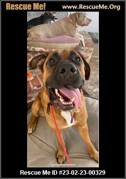 - California Mastiff Rescue - ADOPTIONS - Rescue Me!