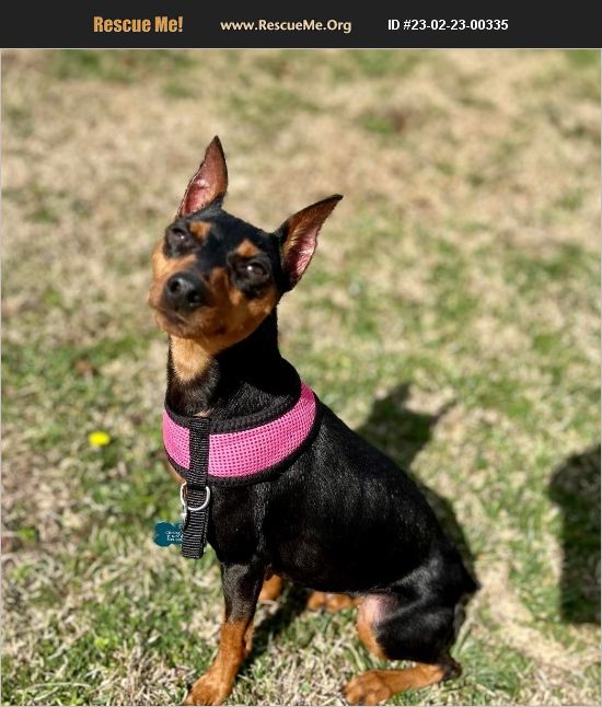 ADOPT 23022300335 ~ Miniature Pinscher Rescue ~ Raleigh, NC