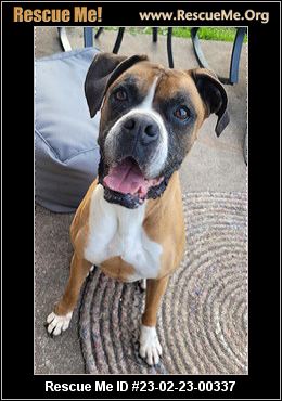 - Texas Boxer Rescue - ADOPTIONS - Rescue Me!