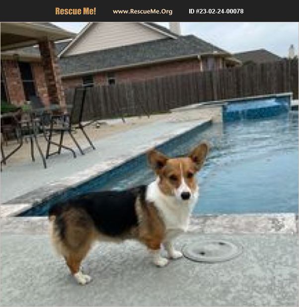 ADOPT 23022400078 ~ Corgi Rescue ~ AMARILLO, TX