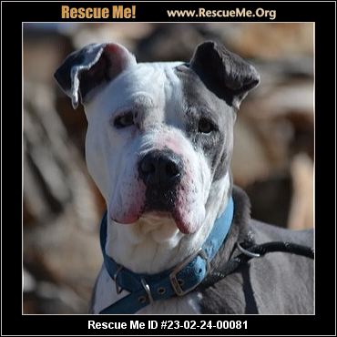 - Colorado Pit Bull Rescue - ADOPTIONS - Rescue Me!