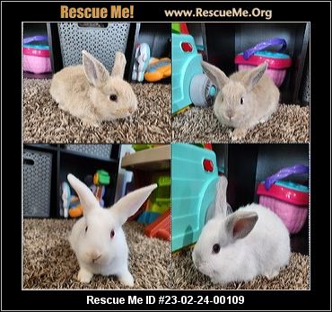 - Texas Rabbit Rescue - ADOPTIONS - Rescue Me!