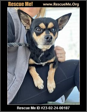 - California Miniature Pinscher Rescue - ADOPTIONS - Rescue Me!