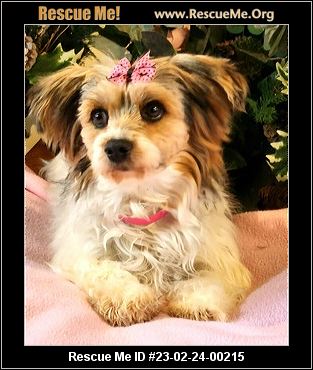 - Colorado Yorkie Rescue - ADOPTIONS - Rescue Me!