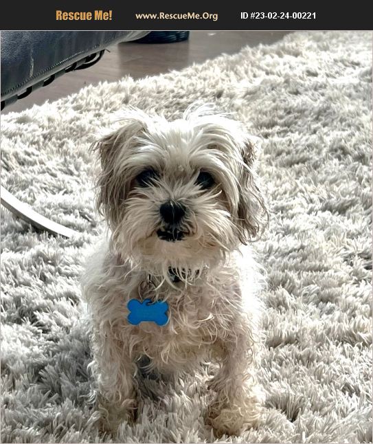 ADOPT 23022400221 ~ Maltese Rescue ~ Raleigh, NC