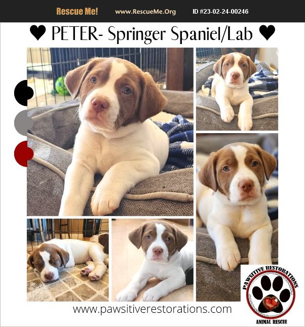 ADOPT 23022400246 ~ English Springer Spaniel Rescue ~ Aurora, CO