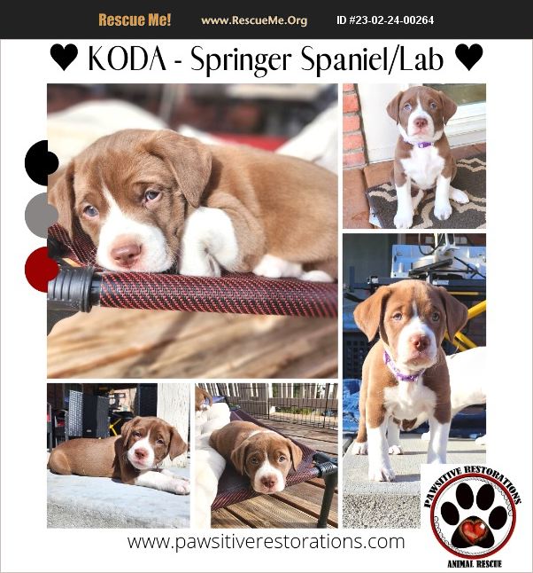 ADOPT 23022400264 ~ English Springer Spaniel Rescue ~ Aurora, CO