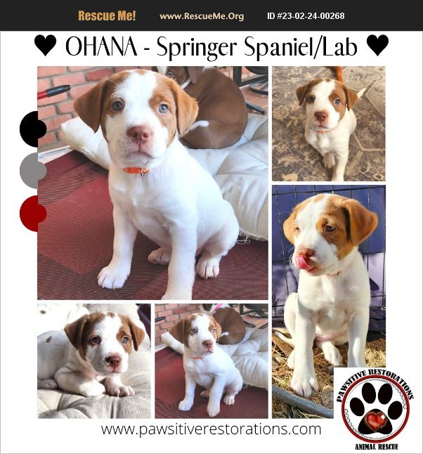 ADOPT 23022400268 ~ English Springer Spaniel Rescue ~ Aurora, CO