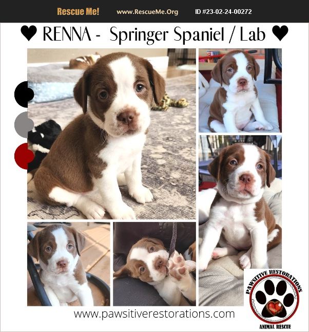 ADOPT 23022400272 ~ English Springer Spaniel Rescue ~ Aurora, CO
