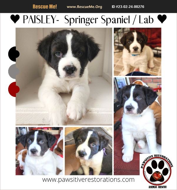 ADOPT 23022400276 ~ English Springer Spaniel Rescue ~ Aurora, CO