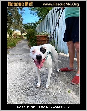 - Florida Pit Bull Rescue - ADOPTIONS - Rescue Me!