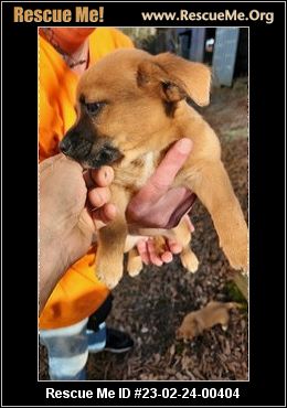 - Massachusetts Dog Rescue - ADOPTIONS - Rescue Me!