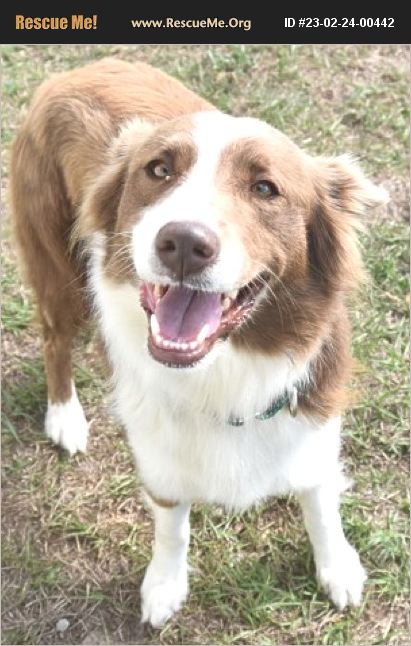 ADOPT 23022400442 ~ English Springer Spaniel Rescue ~ INVERNESS, FL