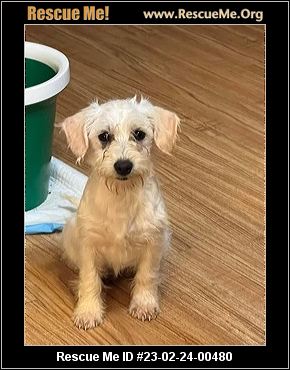 - Illinois Schnauzer Rescue - ADOPTIONS - Rescue Me!