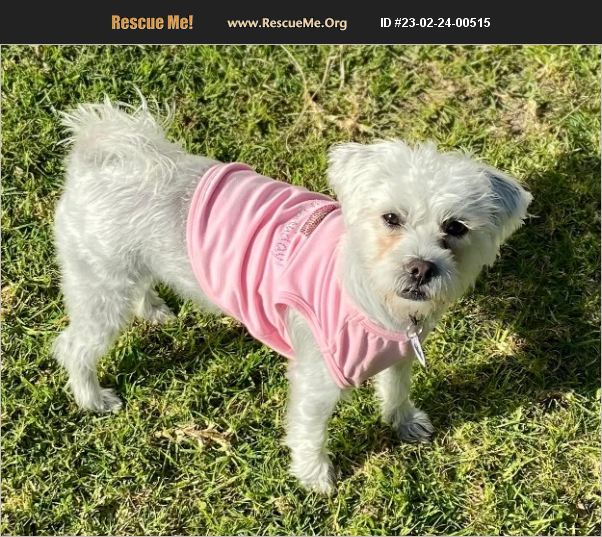 ADOPT 23022400515 ~ Maltese Rescue ~ Los Angeles, CA