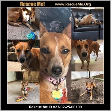 - Minnesota Dog Rescue - ADOPTIONS - Rescue Me!