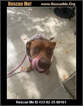 - Florida Vizsla Rescue - ADOPTIONS - Rescue Me!