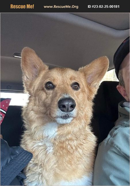 ADOPT 23022500181 ~ Corgi Rescue ~ Denver, CO