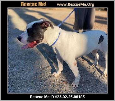 - Washington Pit Bull Rescue - ADOPTIONS - Rescue Me!