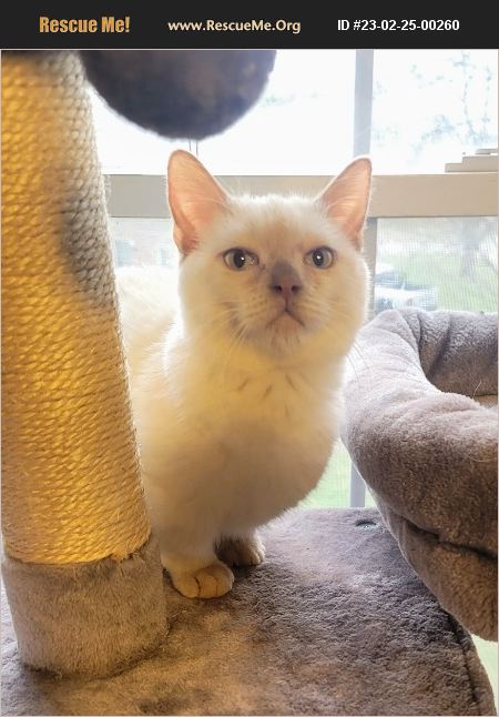 ADOPT 23022500260 ~ Munchkin Rescue ~ Dayton, OH