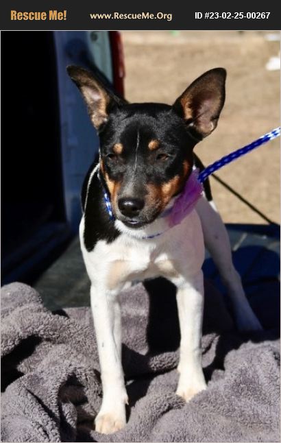 ADOPT 23022500267 ~ Rat Terrier Rescue ~ Atlanta, GA