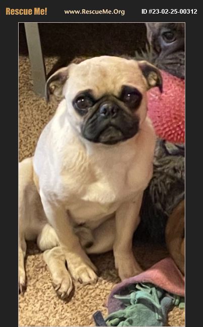 ADOPT 23022500312 ~ Pug Rescue ~ Amarillo, TX