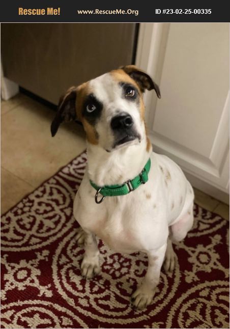 ADOPT 23022500335 ~ Pointer Rescue ~ Orange County, CA