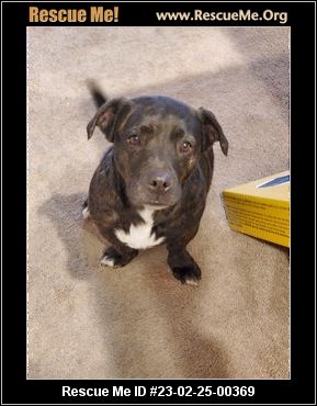 - Nevada Dog Rescue - ADOPTIONS - Rescue Me!