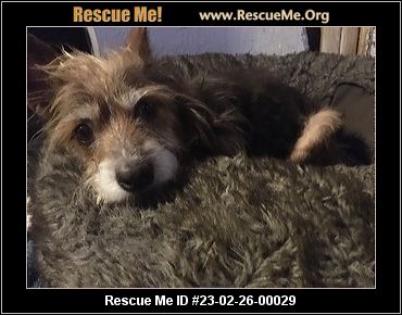- Arizona Yorkie Rescue - ADOPTIONS - Rescue Me!