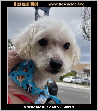 - California Maltese Rescue - ADOPTIONS - Rescue Me!