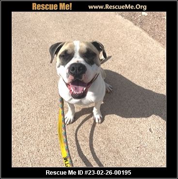 - Arizona Boxer Rescue - ADOPTIONS - Rescue Me!